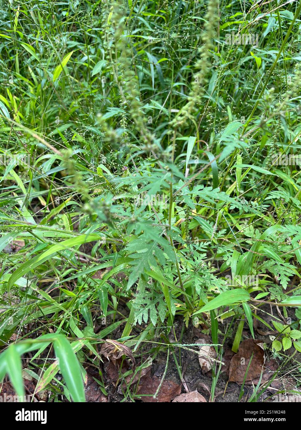 common ragweed (Ambrosia artemisiifolia Stock Photo - Alamy