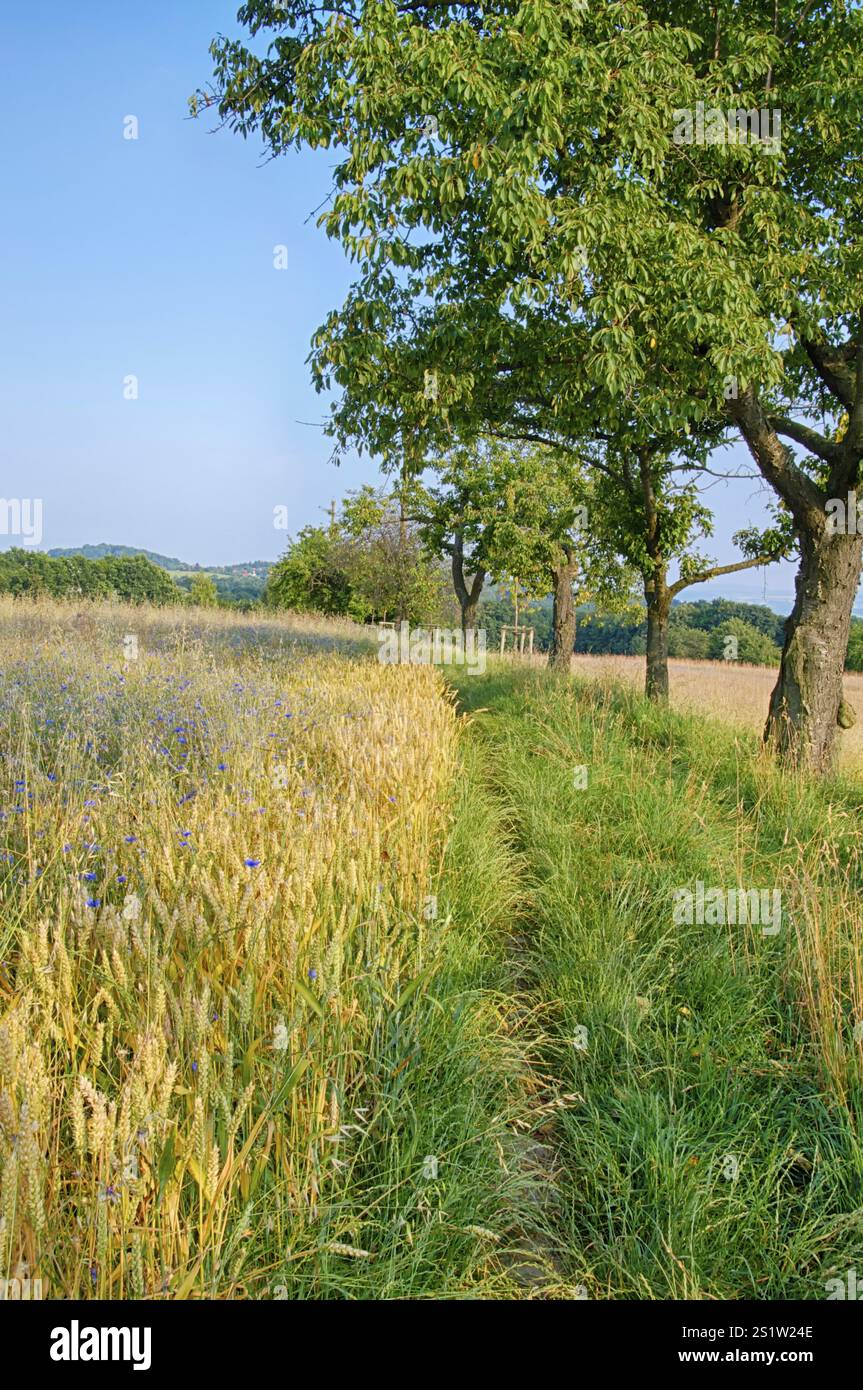 Impressions at the cornfield Stock Photo - Alamy