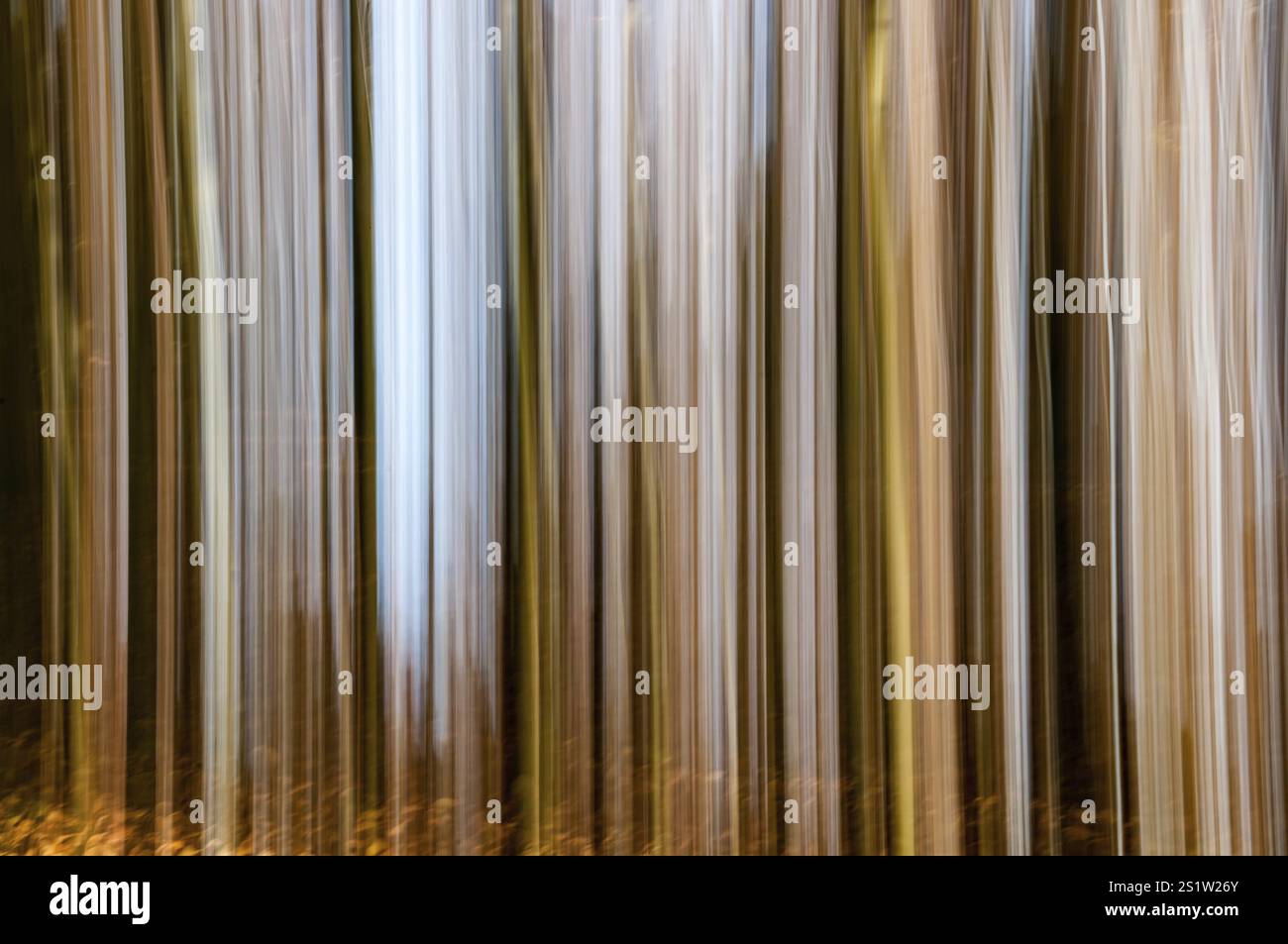 Motion background photo of an autumn forest as an abstract image with ...
