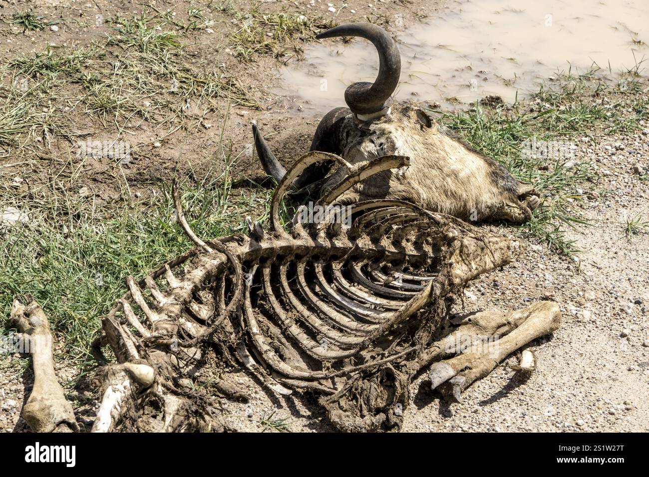 Skeleton of a dead buffalo in a nature reserve in Kenya in Africa ...