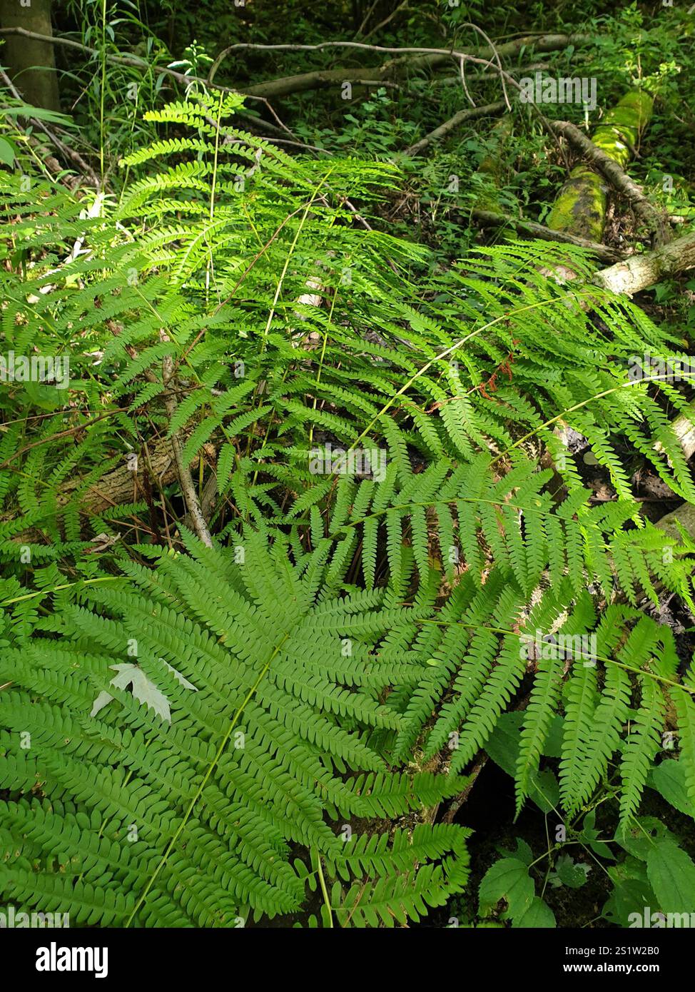 cinnamon fern (Osmundastrum cinnamomeum Stock Photo - Alamy