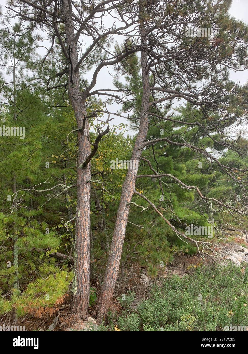 red pine (Pinus resinosa Stock Photo - Alamy