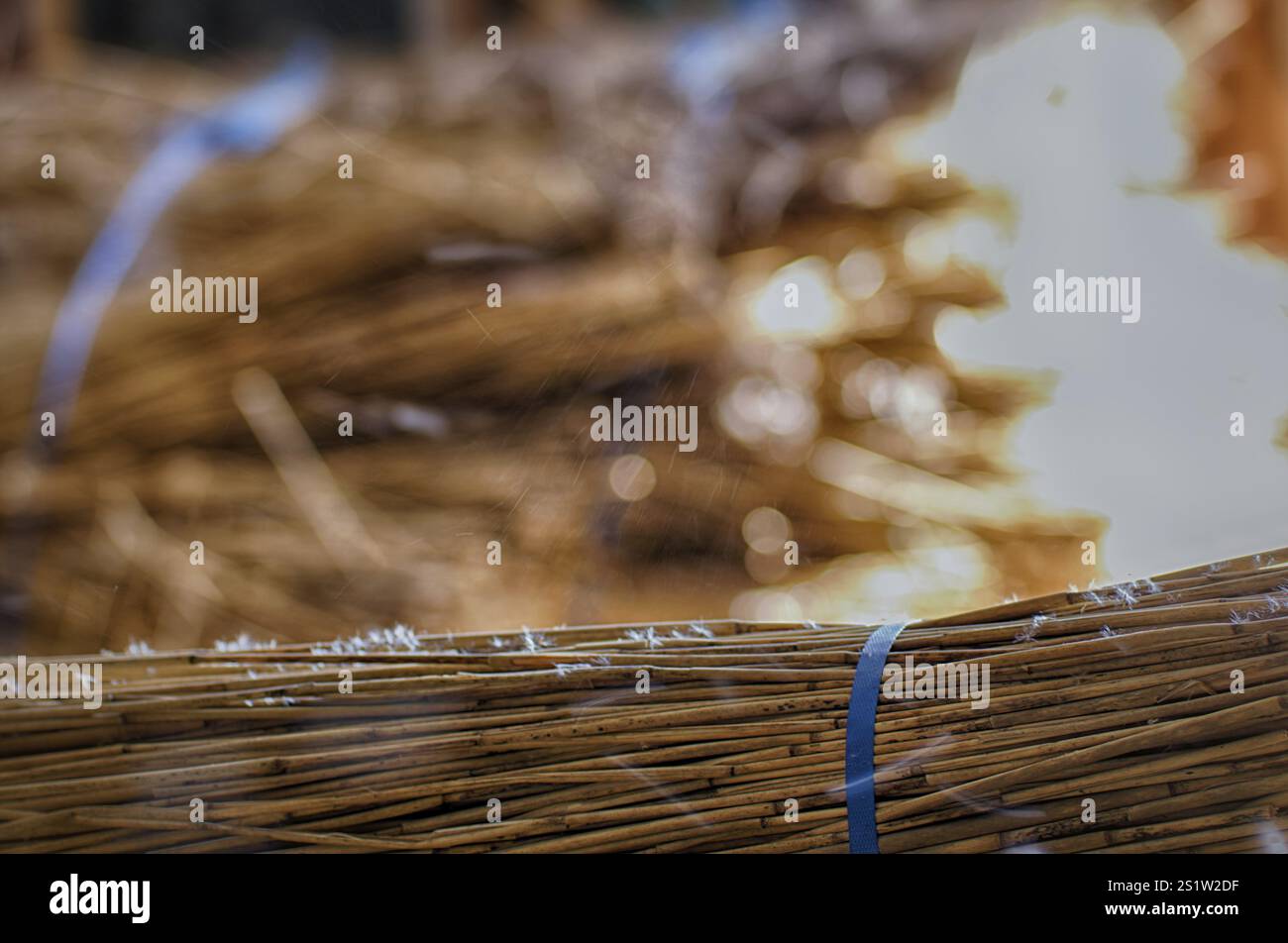 Processing of reed for thatching Stock Photo - Alamy
