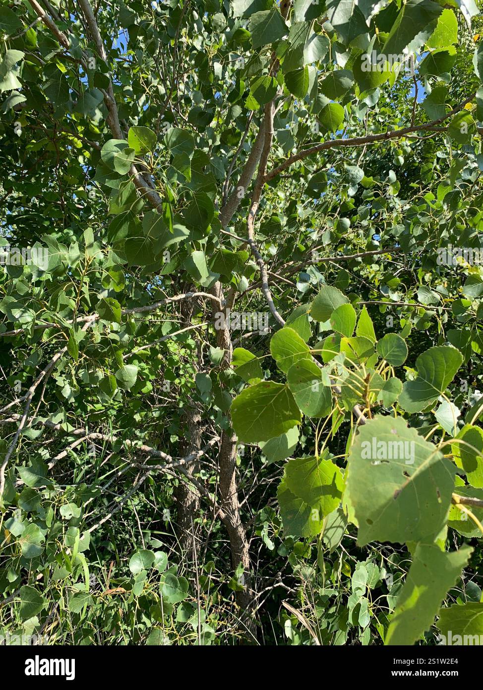 Eastern Cottonwood (Populus deltoides Stock Photo - Alamy