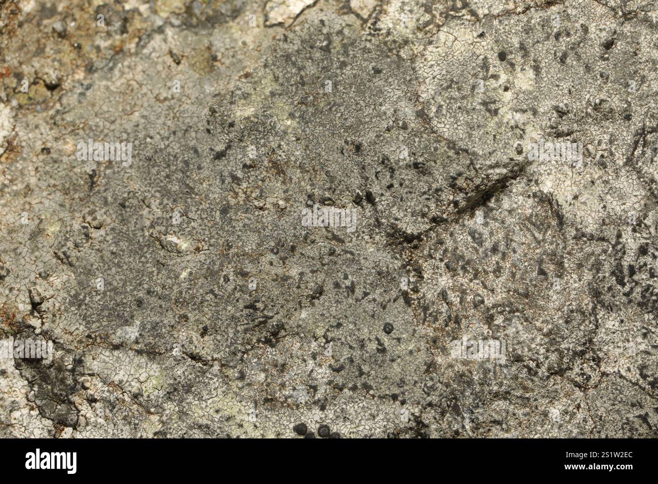 Boulder Lichen (Porpidia tuberculosa Stock Photo - Alamy