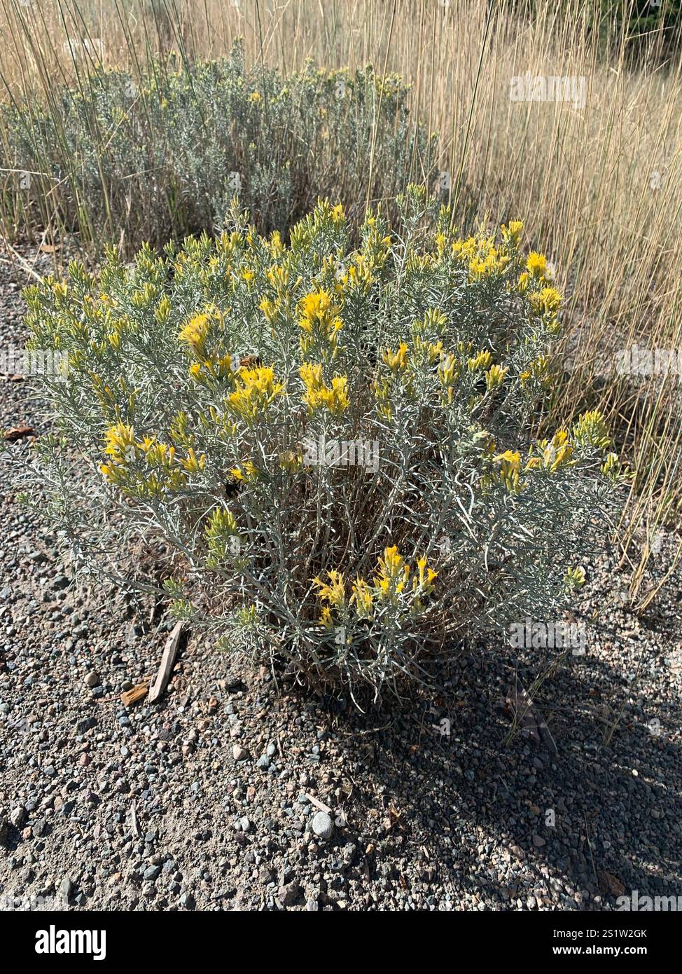 Rubber Rabbitbrush (Ericameria nauseosa Stock Photo - Alamy