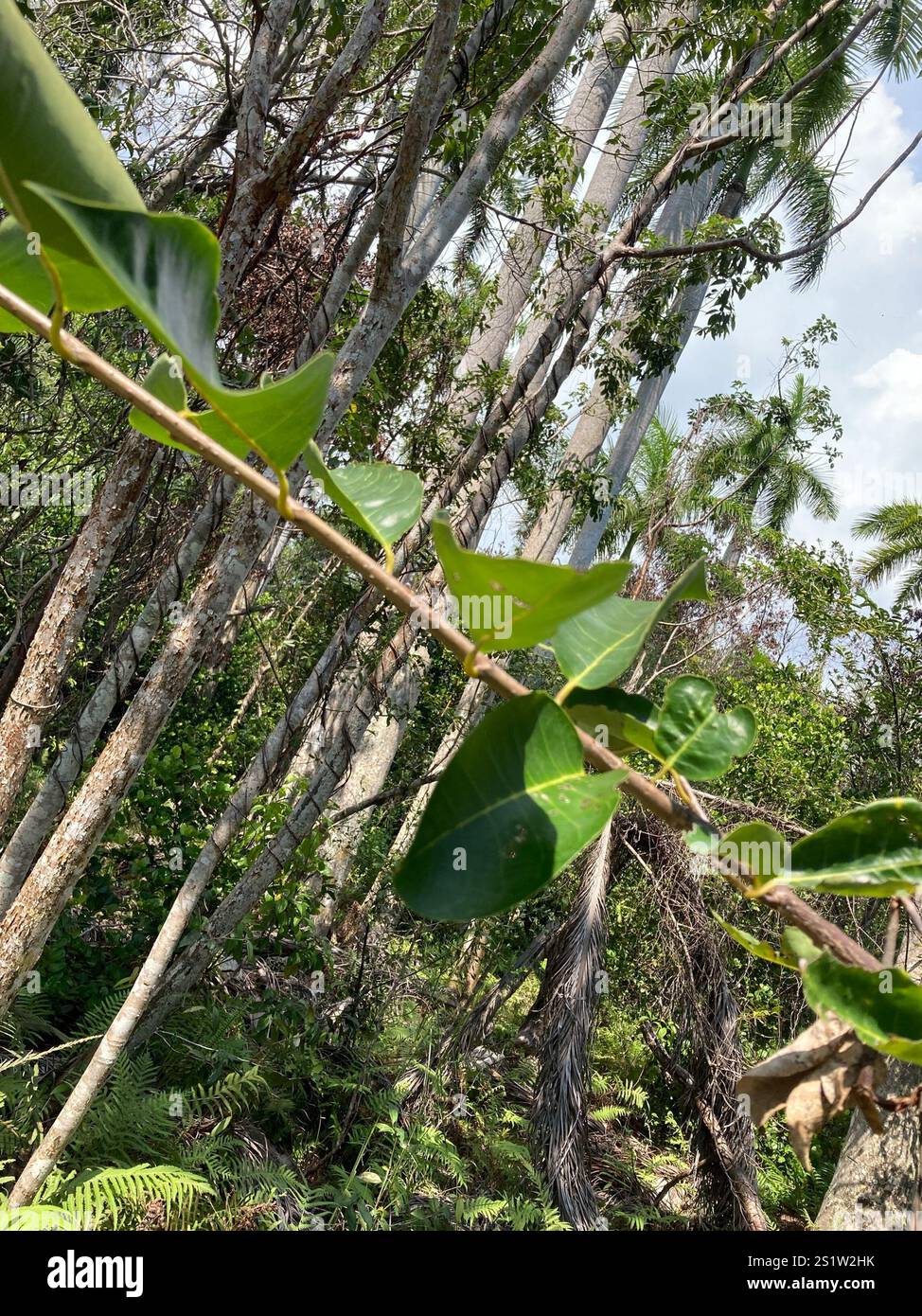 Pond Apple (Annona glabra Stock Photo - Alamy