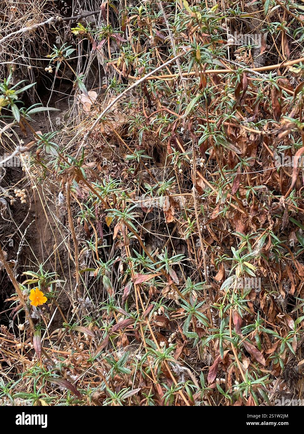 orange bush monkeyflower (Diplacus aurantiacus Stock Photo - Alamy