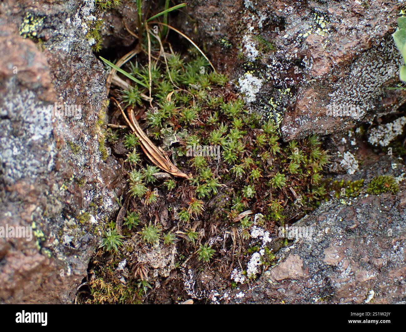 bristly haircap moss (Polytrichum piliferum Stock Photo - Alamy