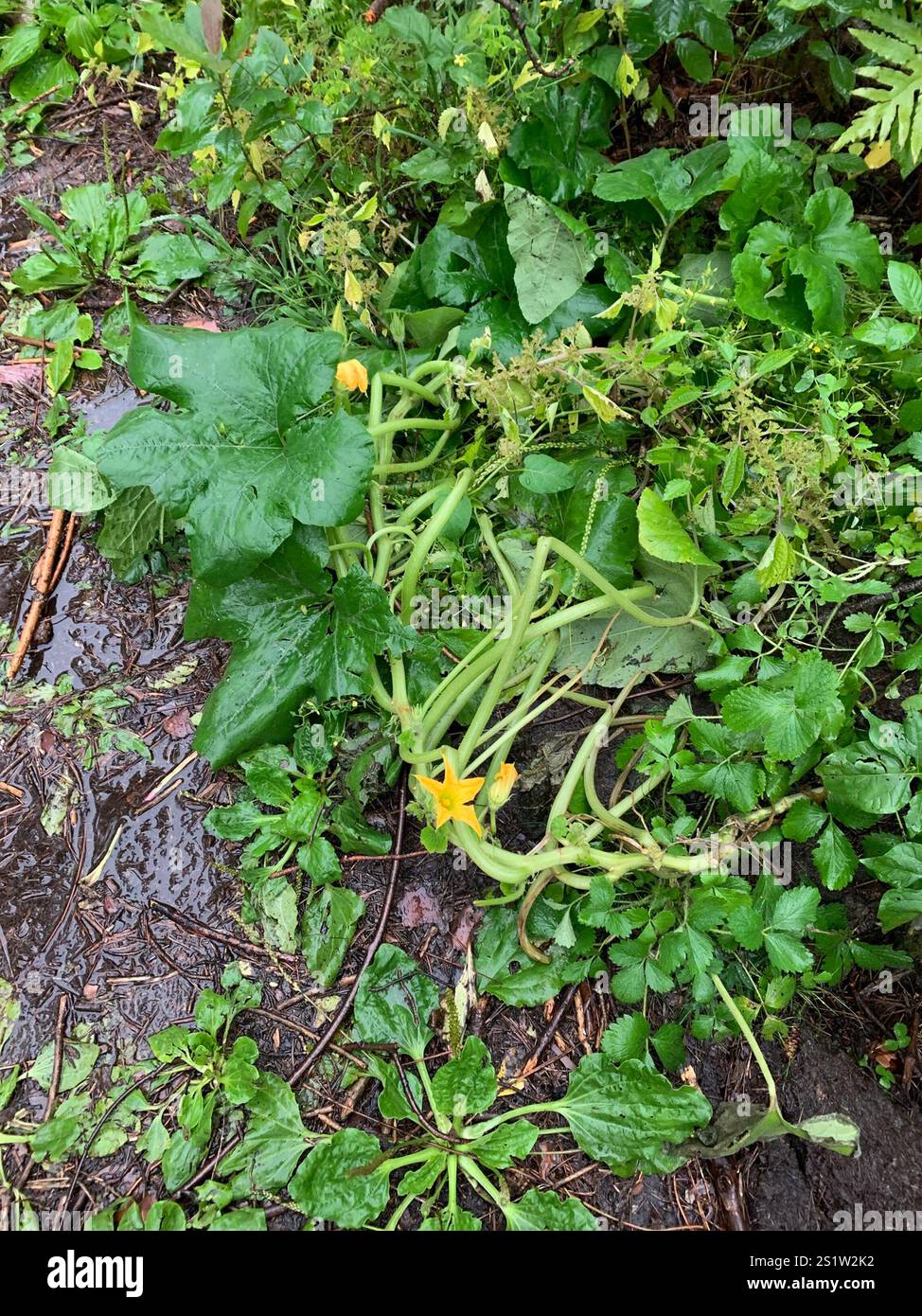 American pumpkin (Cucurbita pepo Stock Photo - Alamy