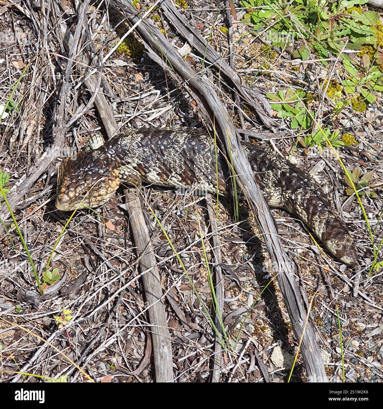 Shingleback (Tiliqua rugosa Stock Photo - Alamy