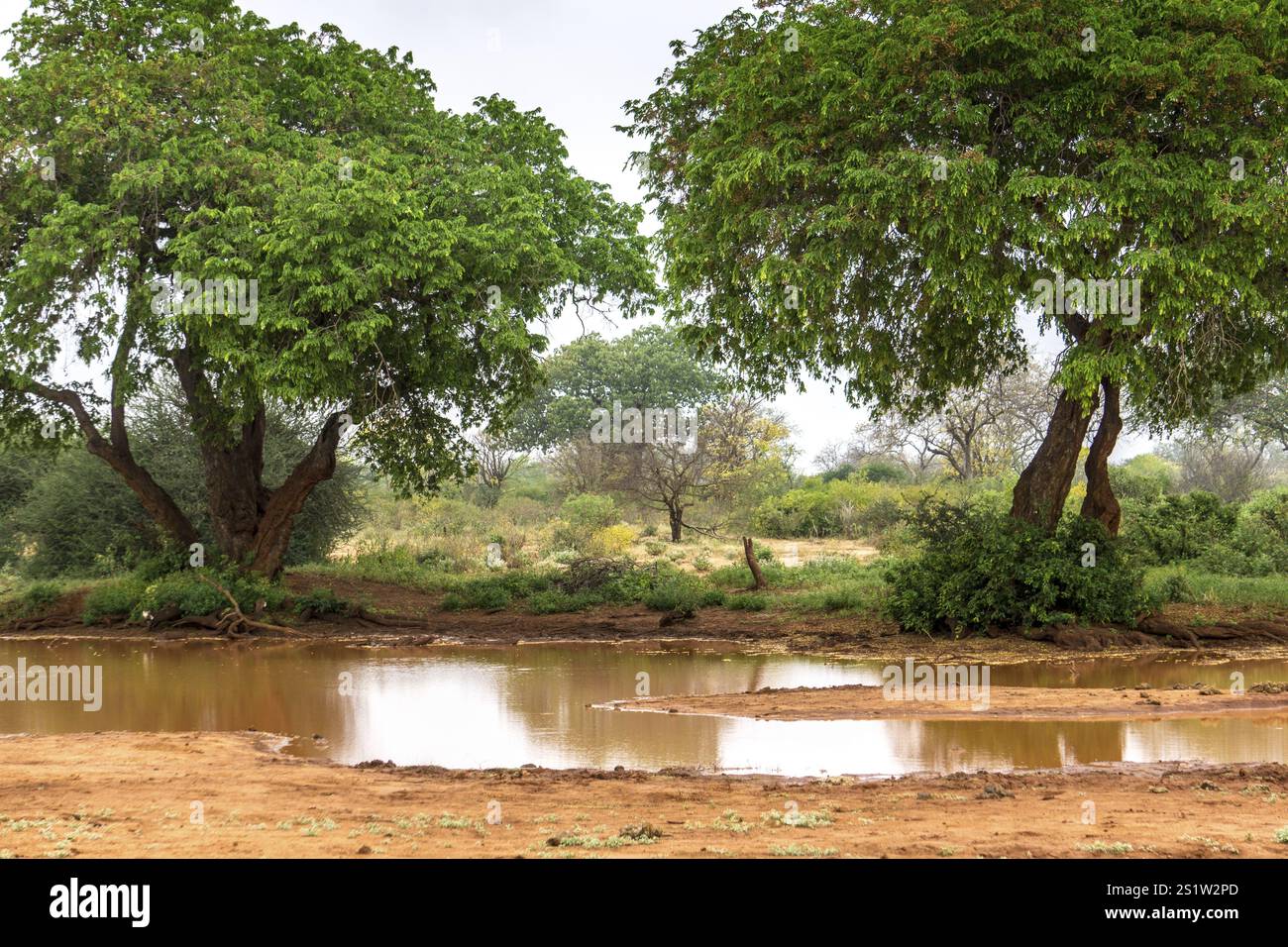 Beautiful landscape with trees and water in Kenya in Africa Stock Photo ...