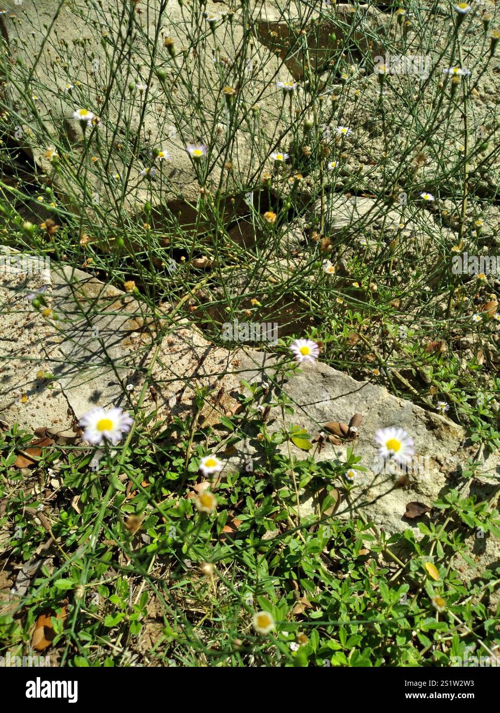southern annual saltmarsh aster (Symphyotrichum divaricatum Stock Photo ...