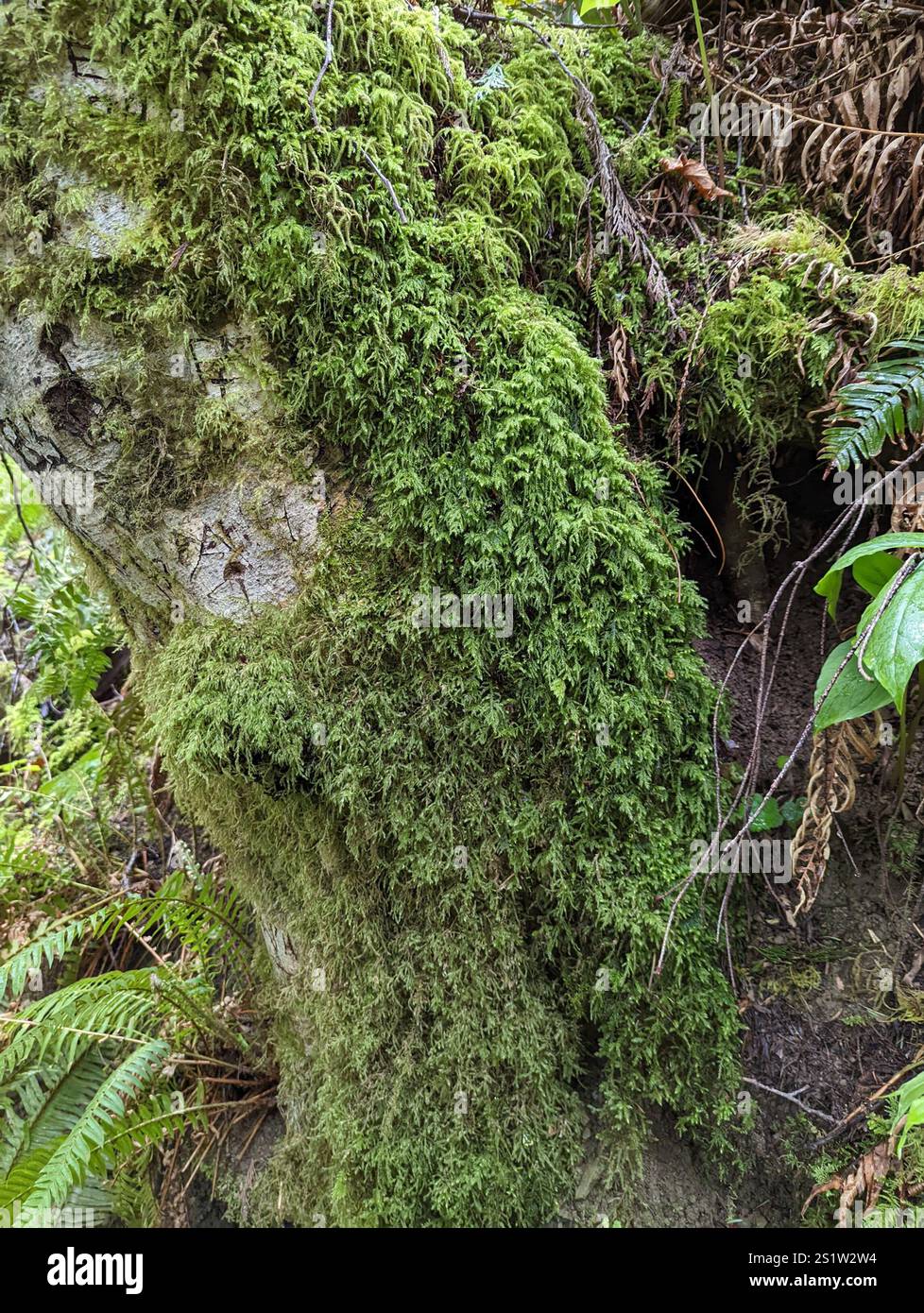 Cat's Tail Moss (Pseudisothecium stoloniferum Stock Photo - Alamy