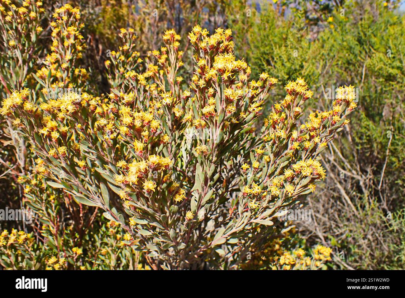 Spinning-top Conebush (Leucadendron rubrum Stock Photo - Alamy