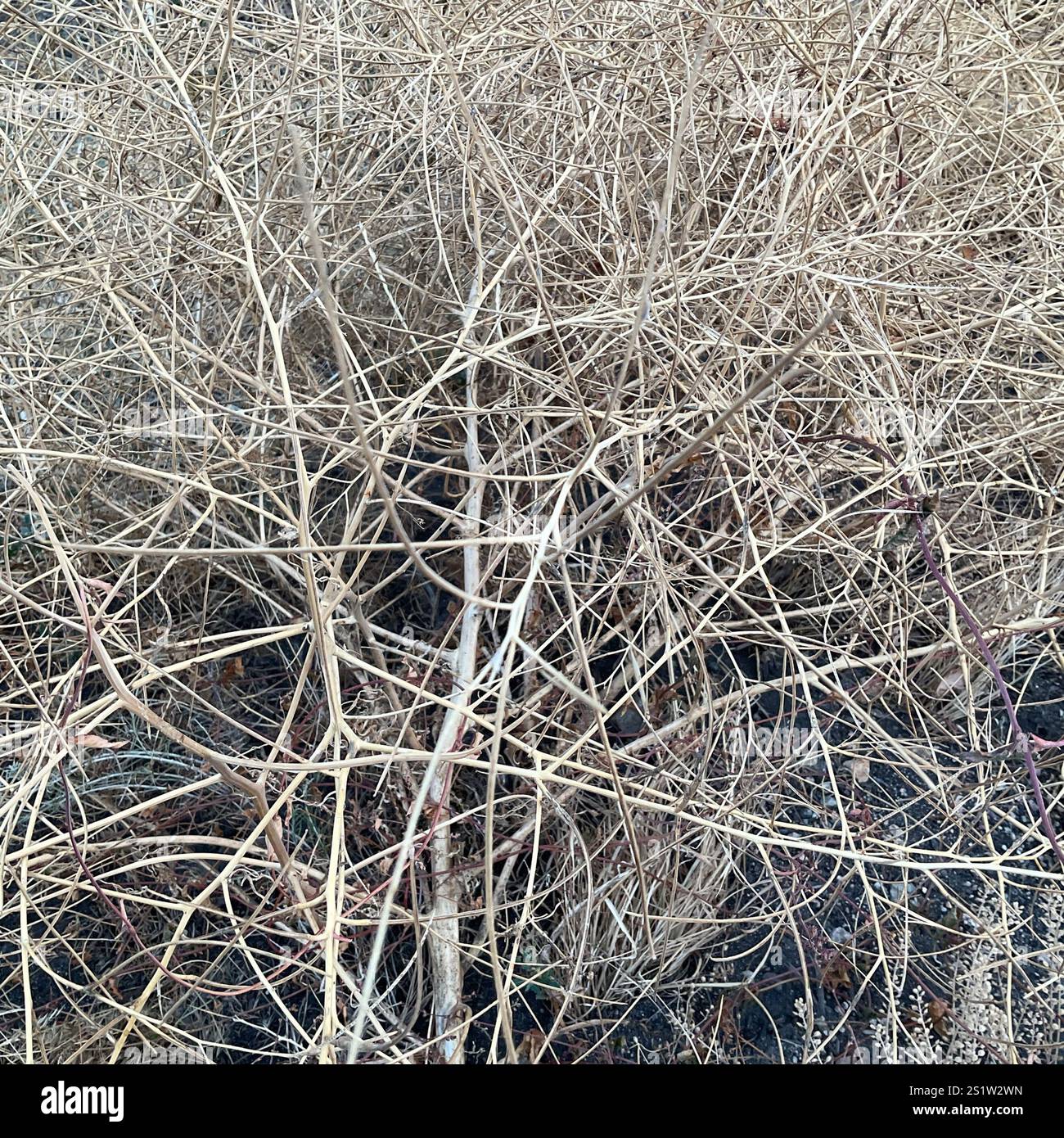 Tall Tumblemustard (Sisymbrium altissimum Stock Photo - Alamy