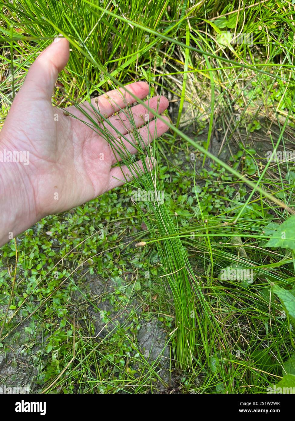 Blunt Spikerush (Eleocharis obtusa Stock Photo - Alamy