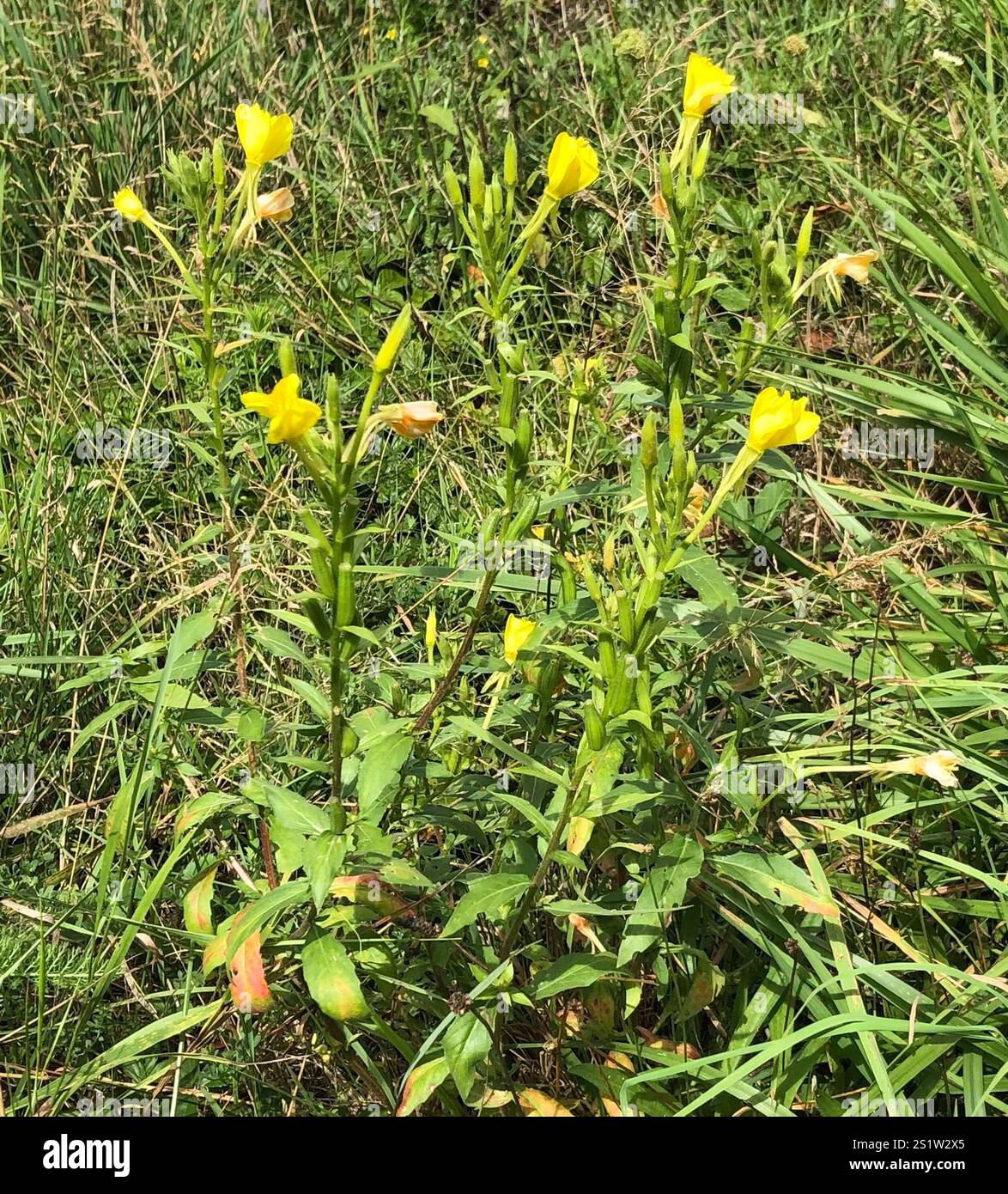 common evening-primrose (Oenothera biennis Stock Photo - Alamy