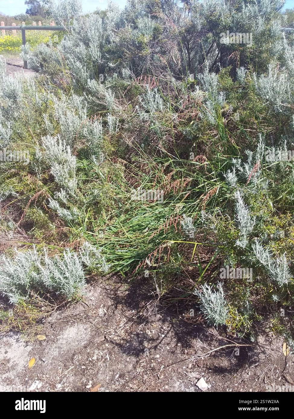 Coastal Daisy-Bush (Olearia axillaris Stock Photo - Alamy