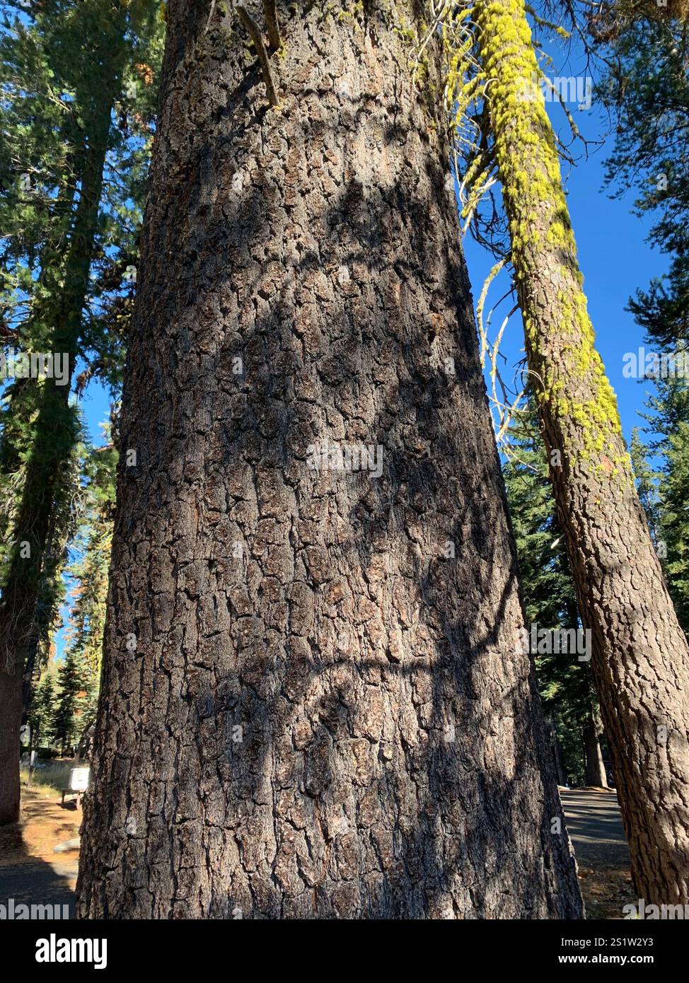 red fir (Abies magnifica Stock Photo - Alamy