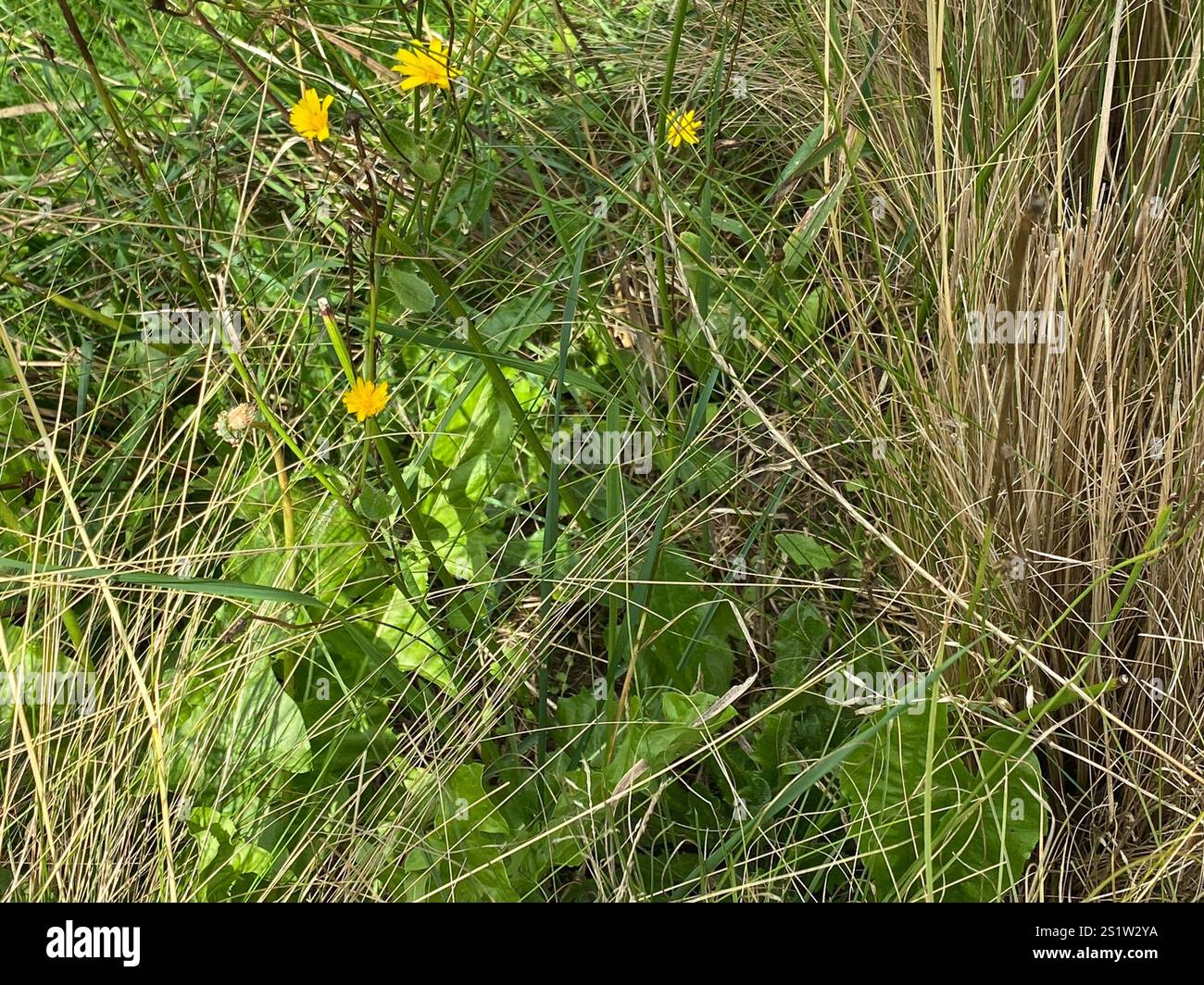 Common Cat's-ear (Hypochaeris radicata Stock Photo - Alamy