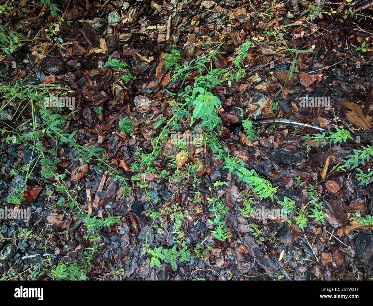 Phasey Bean (Macroptilium lathyroides Stock Photo - Alamy