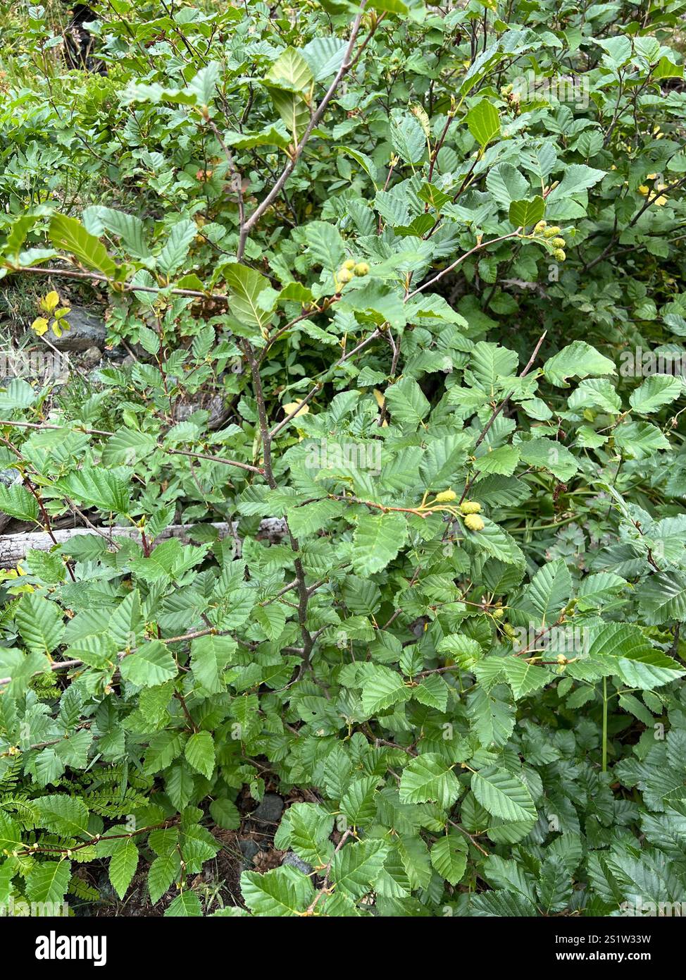 Sitka Alder (Alnus alnobetula sinuata Stock Photo - Alamy