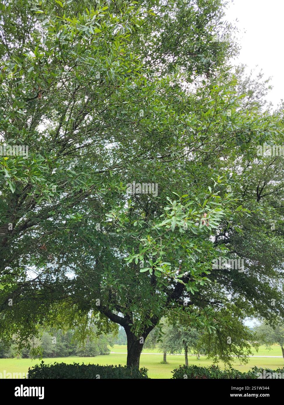 water oak (Quercus nigra Stock Photo - Alamy