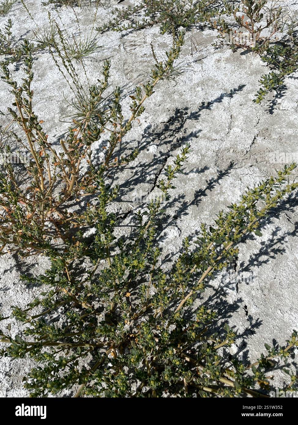 oak-leaved goosefoot (Oxybasis glauca Stock Photo - Alamy