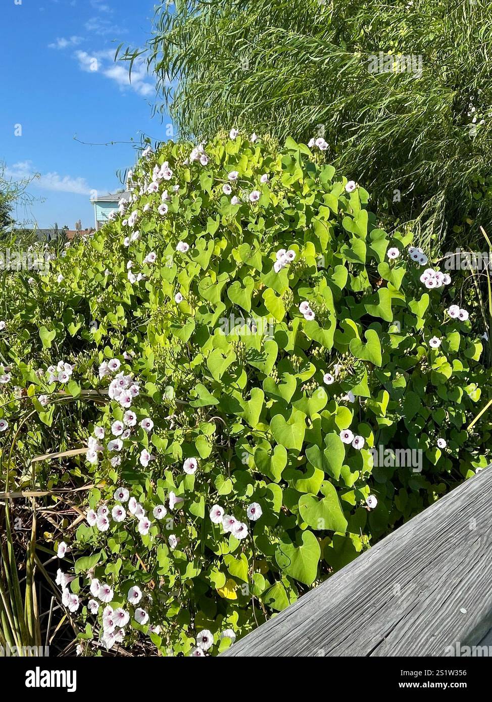 Redcenter Morning-glory (Ipomoea amnicola Stock Photo - Alamy