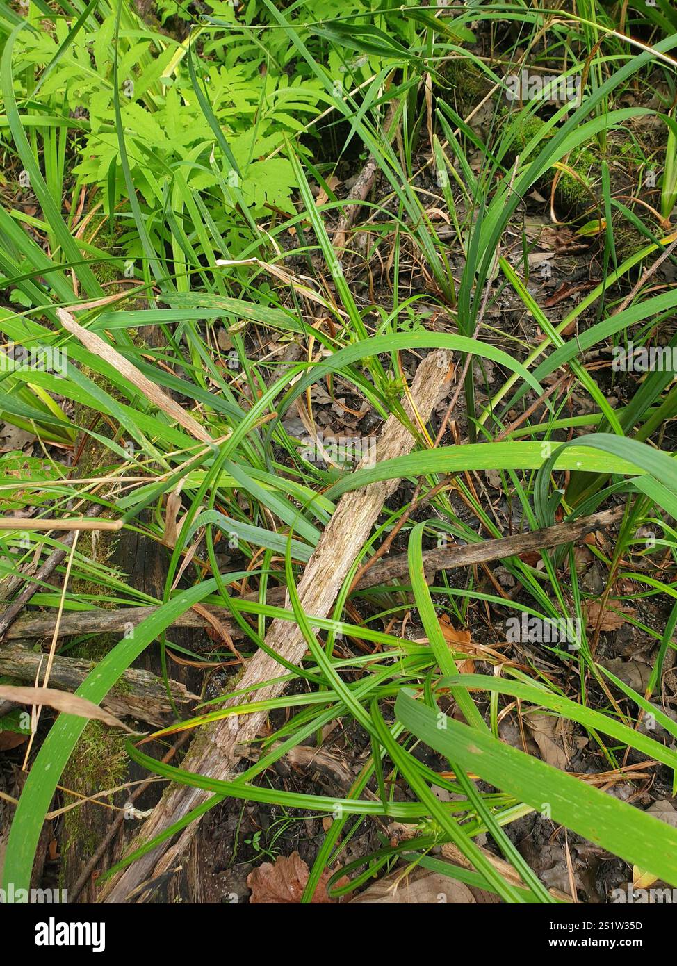 hop sedge (Carex lupulina Stock Photo - Alamy