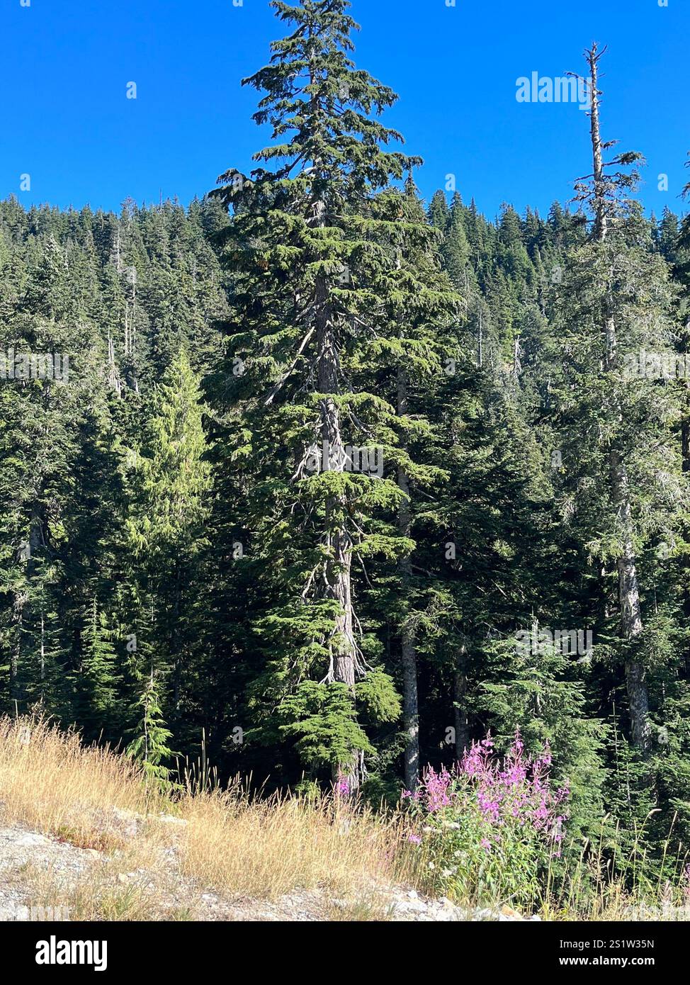 Alaska yellow cedar (Callitropsis nootkatensis Stock Photo - Alamy
