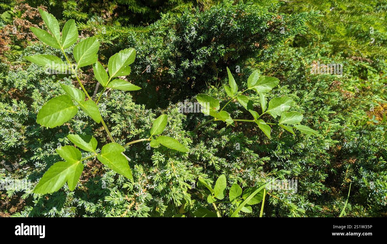 Lyall's angelica (Angelica arguta Stock Photo - Alamy