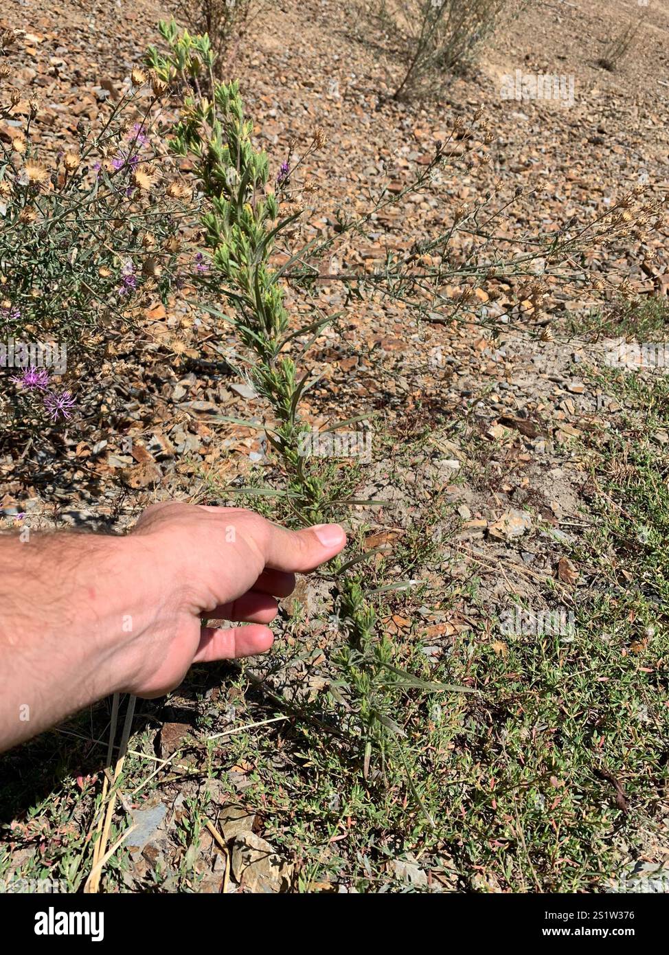 mountain tarweed (Madia glomerata Stock Photo - Alamy