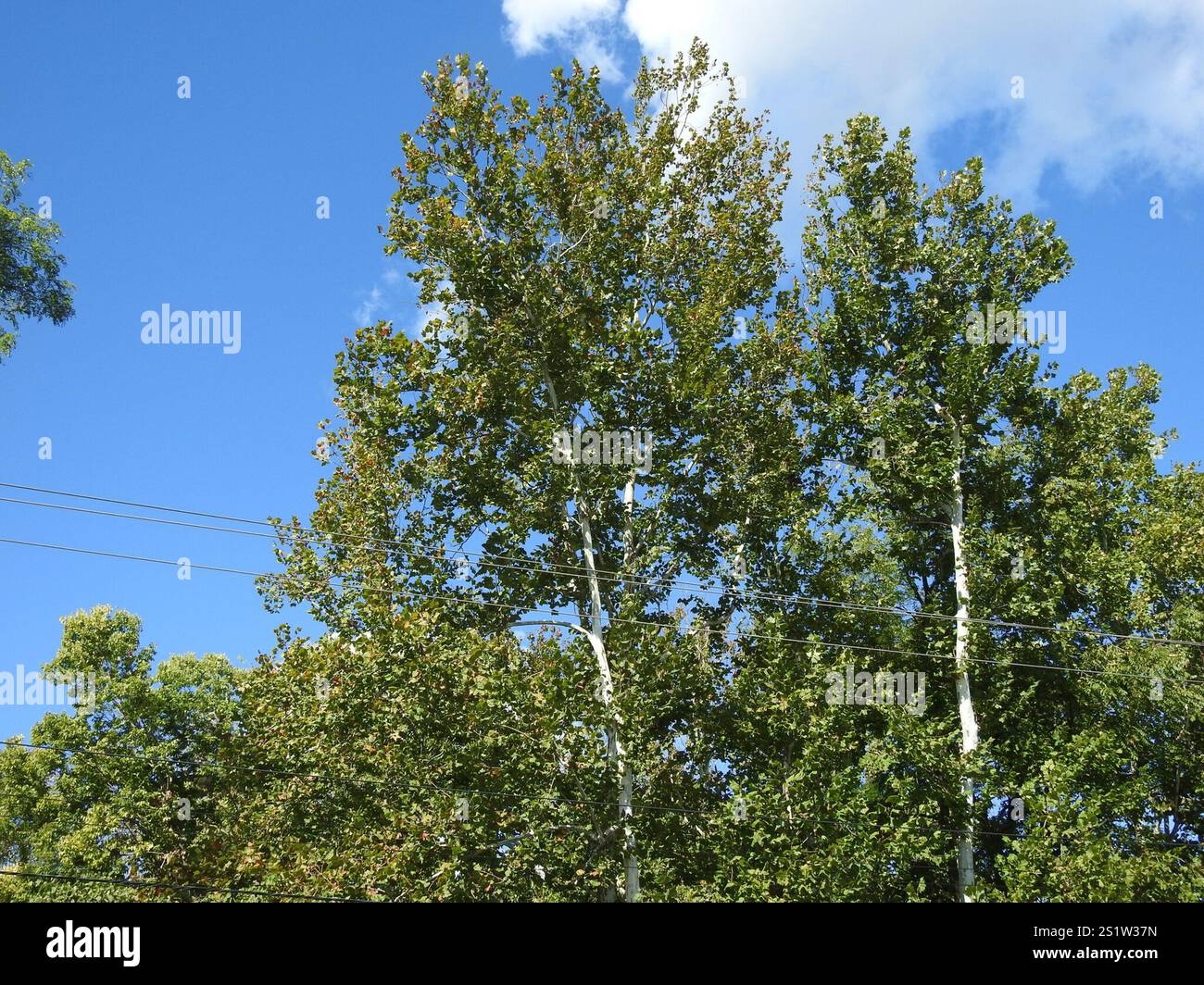 American sycamore (Platanus occidentalis Stock Photo - Alamy
