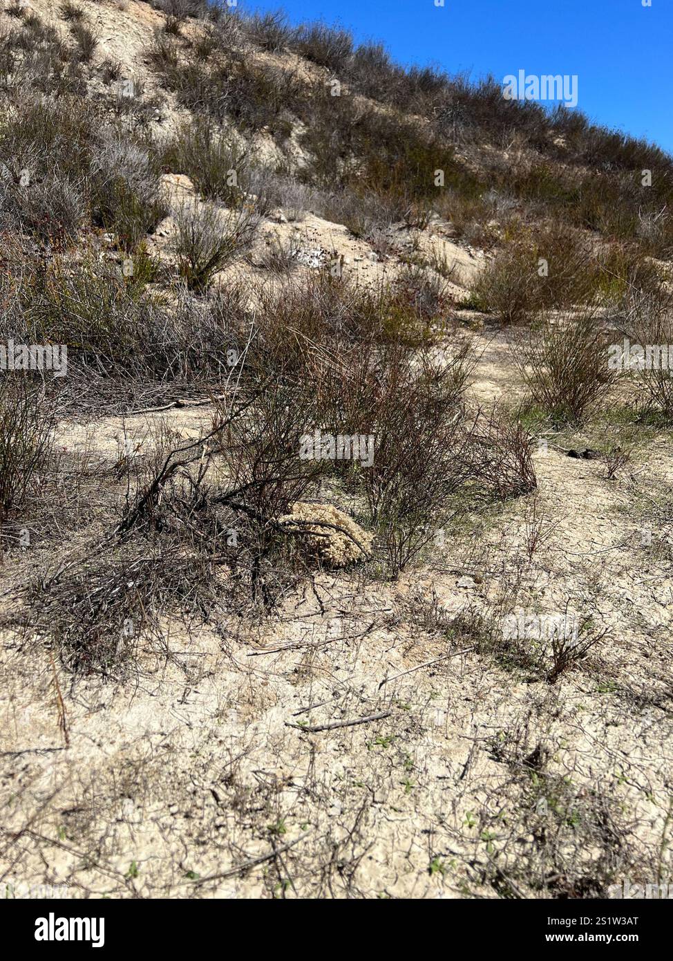 turkey mullein (Croton setiger Stock Photo - Alamy