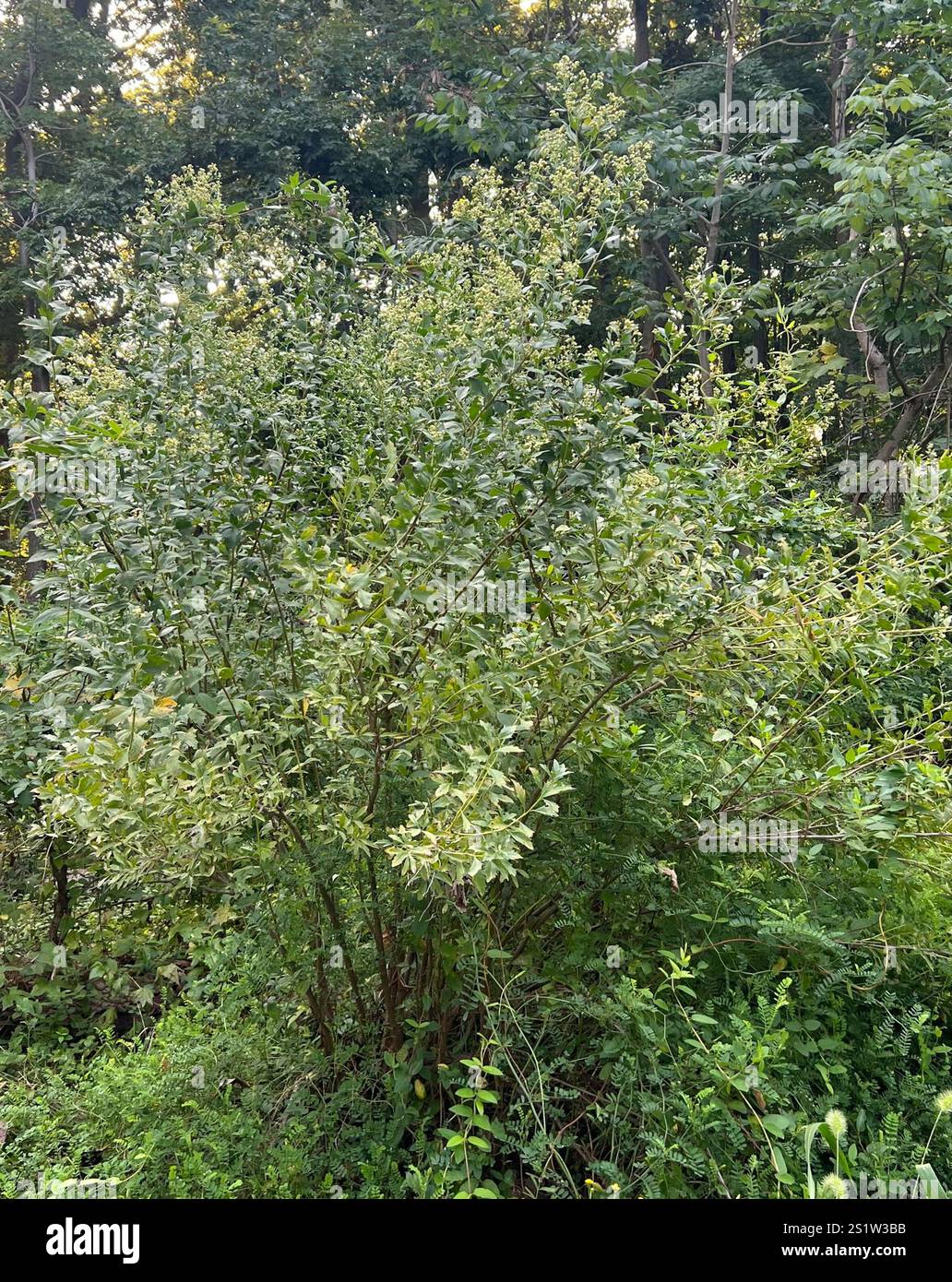groundsel tree (Baccharis halimifolia Stock Photo - Alamy