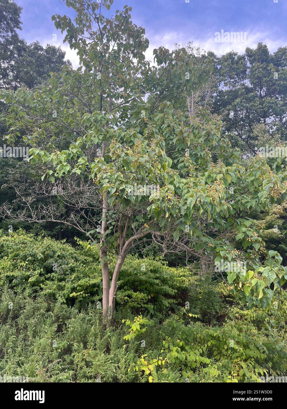 princess tree (Paulownia tomentosa Stock Photo - Alamy