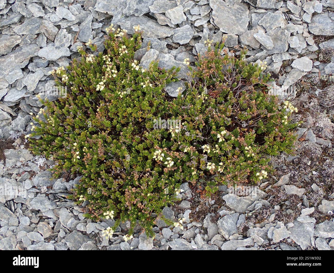 Yellow Mountain-heath (Phyllodoce glanduliflora Stock Photo - Alamy