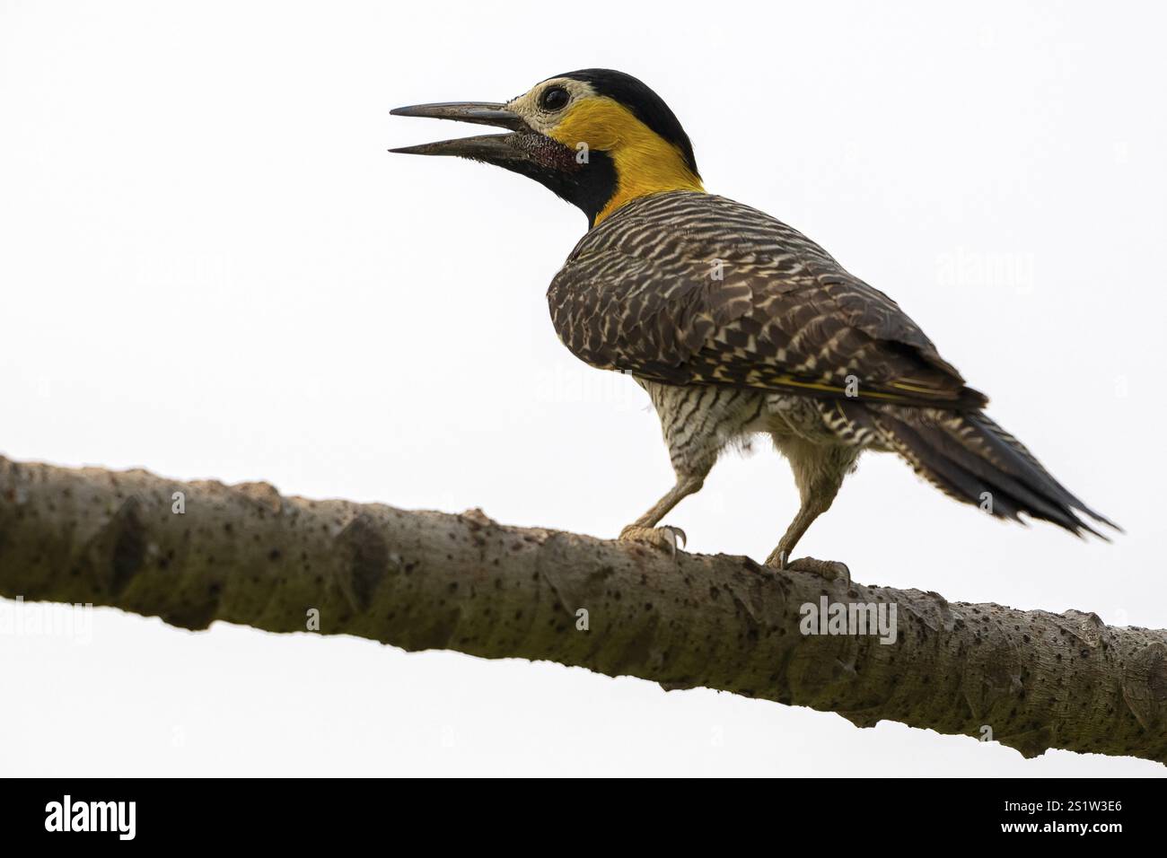 Woodpecker (Colaptes campestris), Pantanal, inland, wetland, UNESCO ...