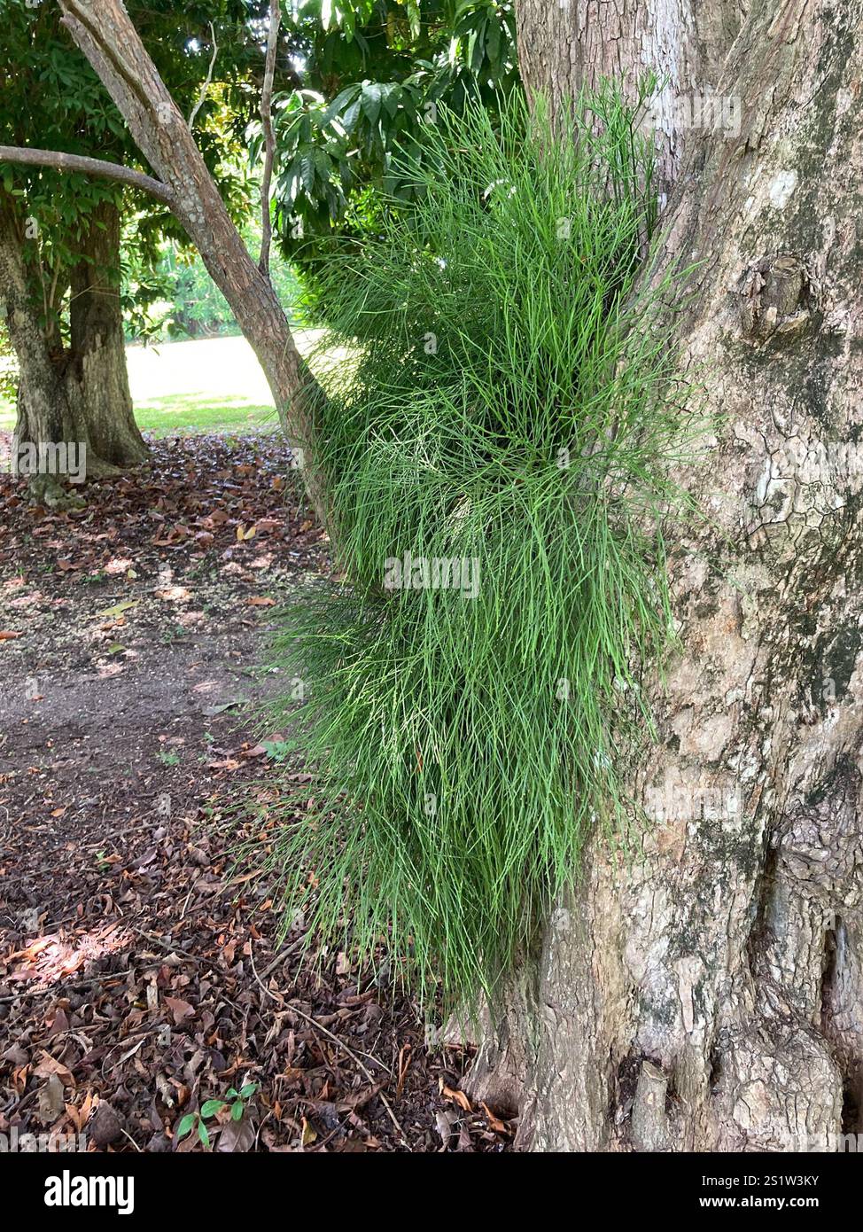 skeleton fork fern (Psilotum nudum Stock Photo - Alamy