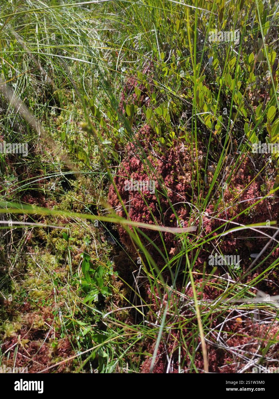 few-seeded sedge (Carex oligosperma Stock Photo - Alamy