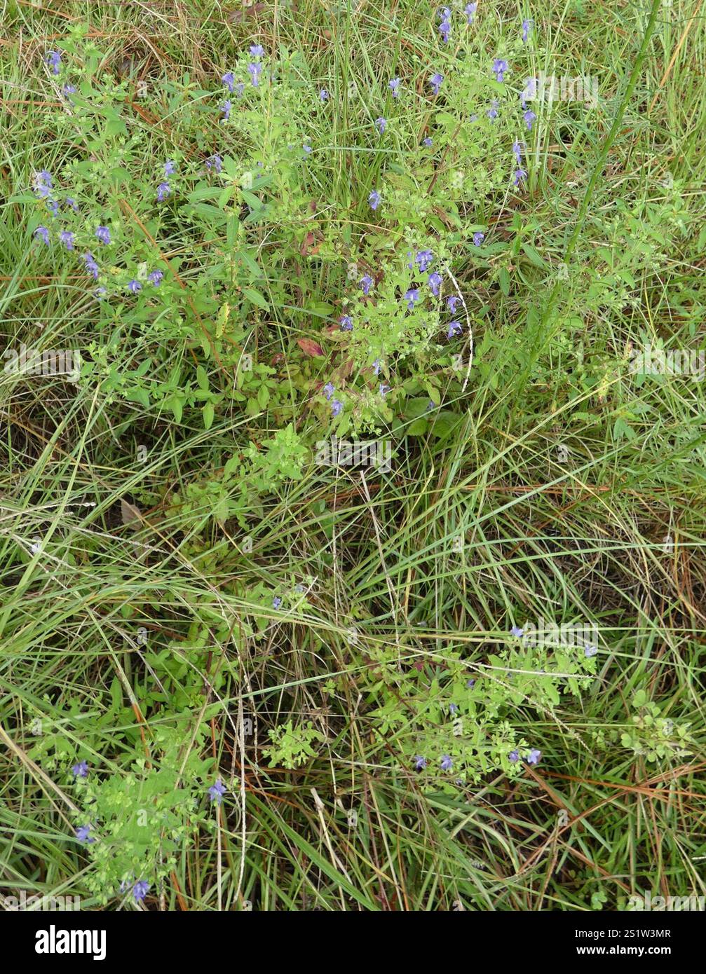 Blue Curls (Trichostema dichotomum Stock Photo - Alamy