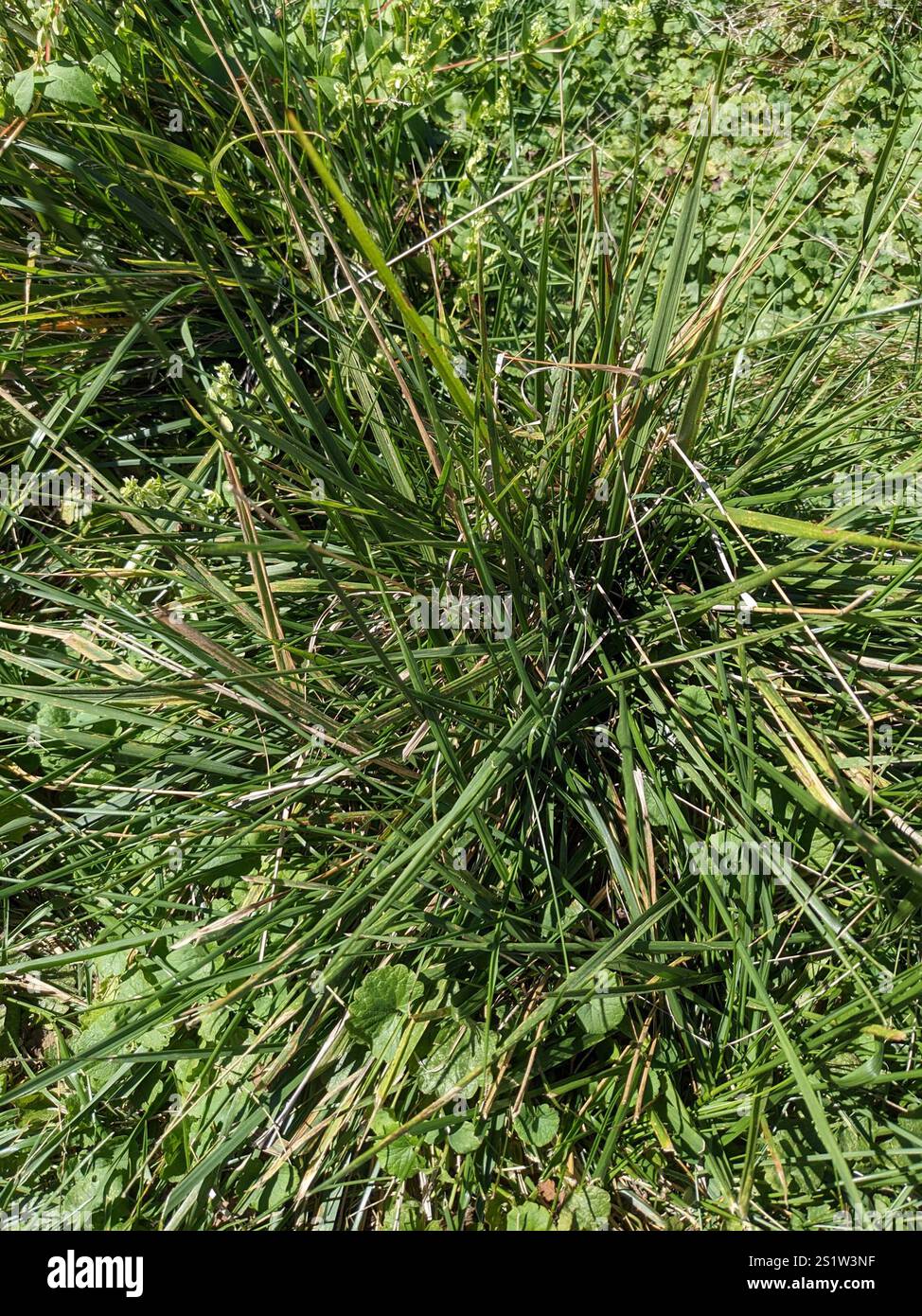 tall fescue (Lolium arundinaceum Stock Photo - Alamy