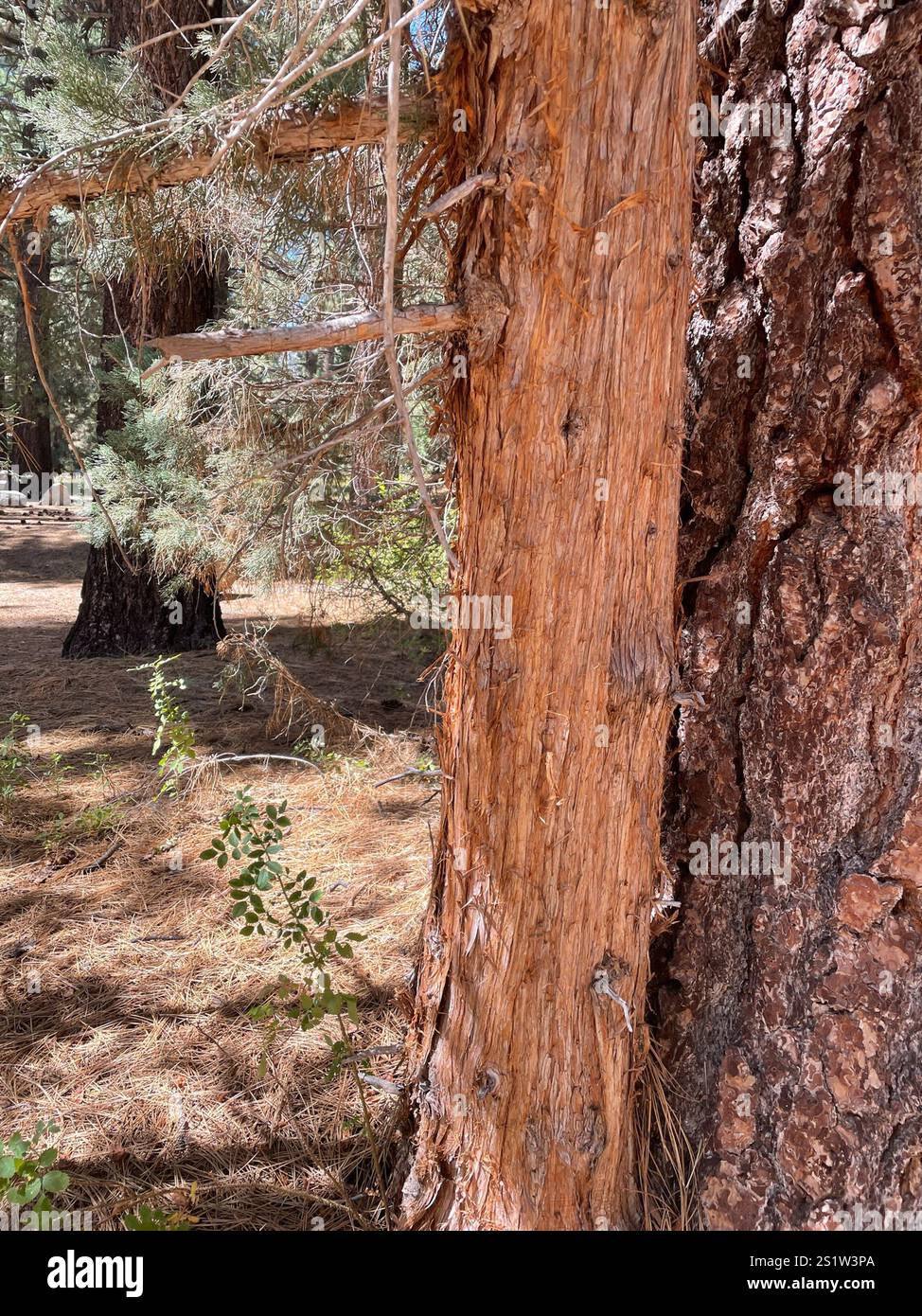 Sierra juniper (Juniperus grandis Stock Photo - Alamy