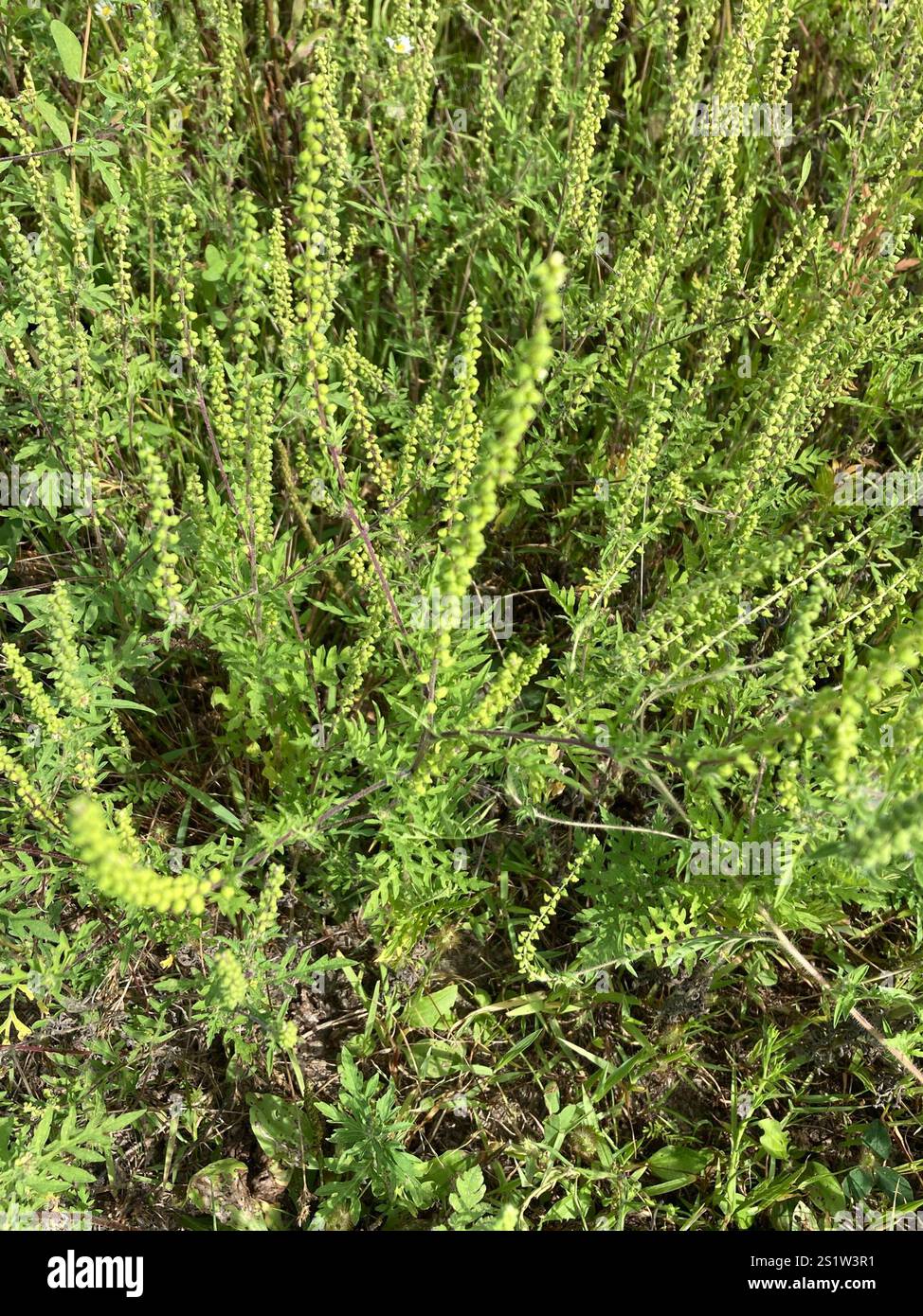 common ragweed (Ambrosia artemisiifolia Stock Photo - Alamy