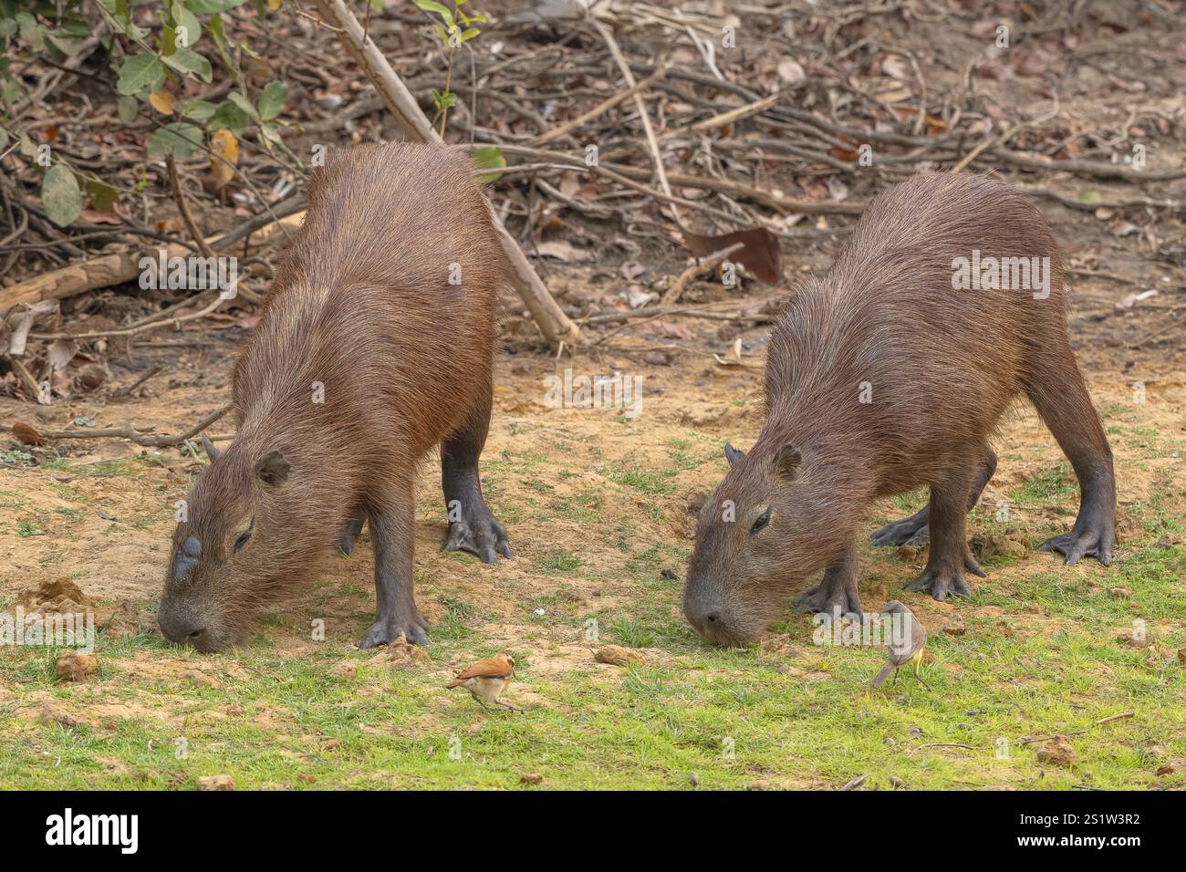 Capybara or capybara (Hydrochoerus hydrochaeris), 2 animals, Pantanal ...