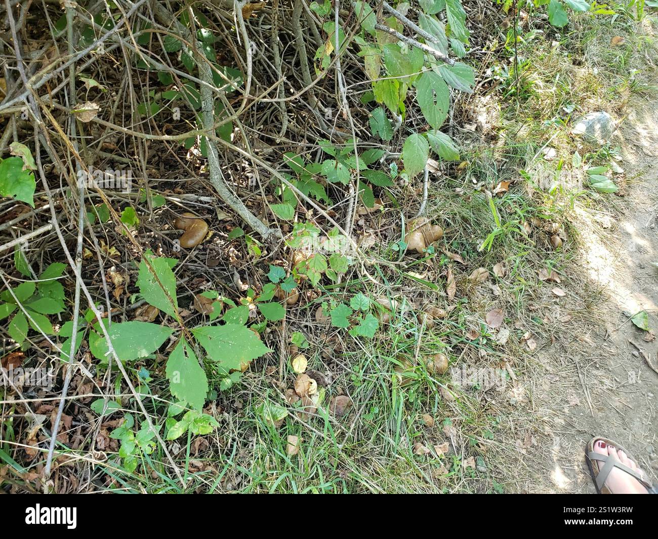 ash-tree bolete (Boletinellus merulioides Stock Photo - Alamy