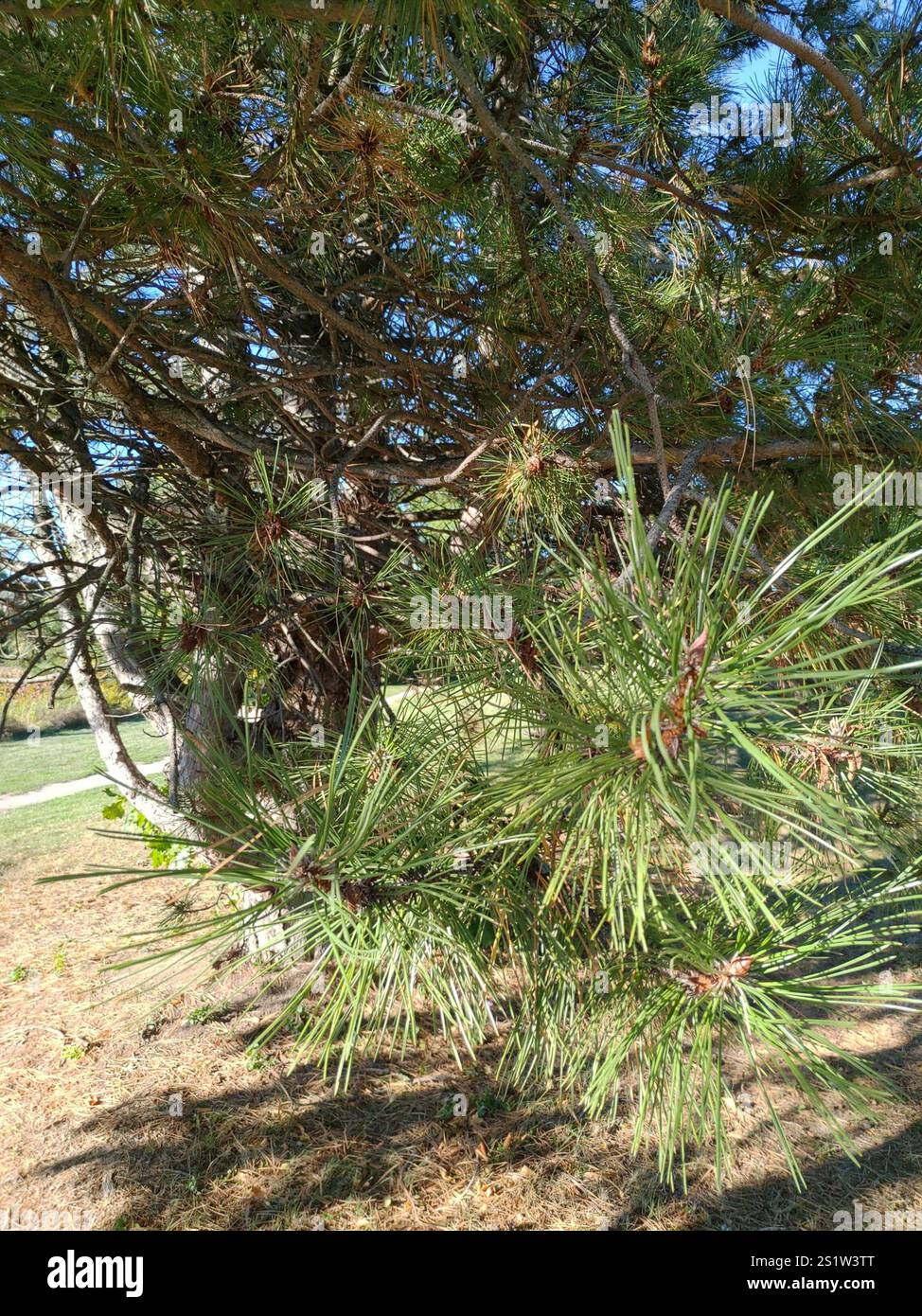 black pine (Pinus nigra Stock Photo - Alamy