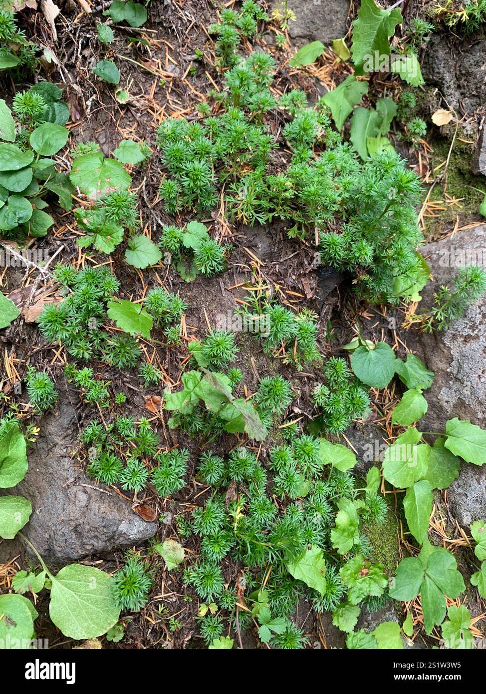 Partridgefoot (Luetkea pectinata Stock Photo - Alamy
